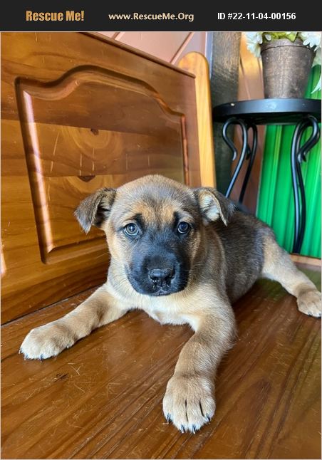 ADOPT 22110400156 ~ Belgian Malinois Rescue ~ Spindale, NC