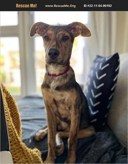 ADOPT 22110400192 ~ Mountain Cur Rescue ~ San Diego, CA