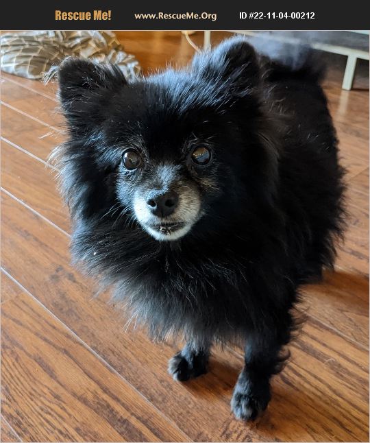 ADOPT 22110400212 ~ Pomeranian Rescue ~ Broken Arrow, OK