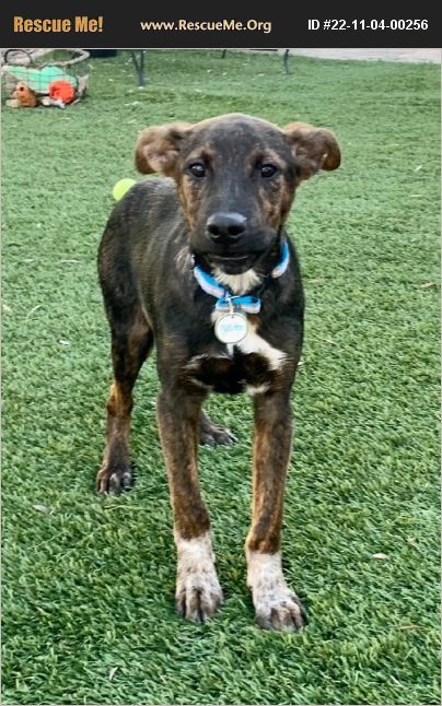 ADOPT 22110400256 ~ Mountain Cur Rescue ~ San Diego, CA