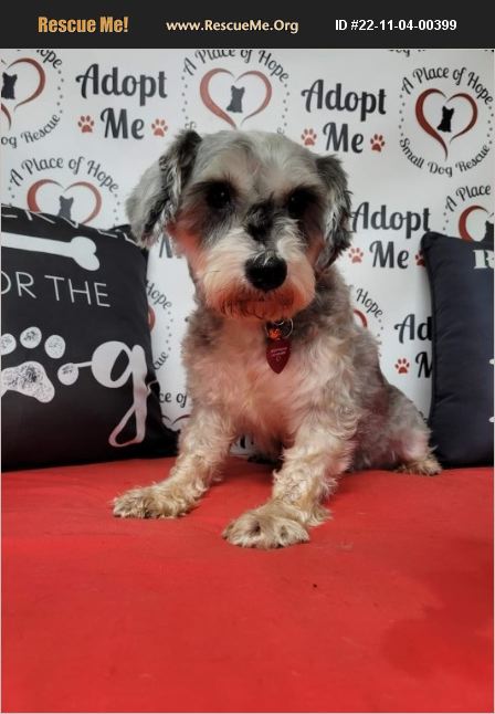 ADOPT 22110400399 ~ Schnauzer Rescue ~ Pensacola, FL