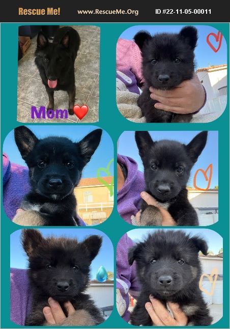 ADOPT 22110500011 ~ Belgian Sheepdog Rescue ~ Riverside, CA