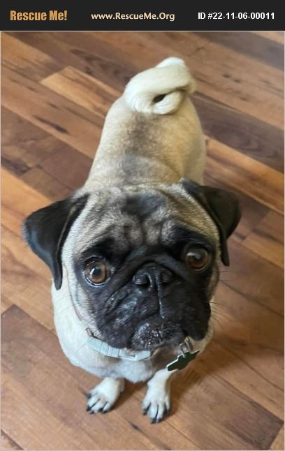 ADOPT 22110600011 ~ Pug Rescue ~ McLennan County, TX