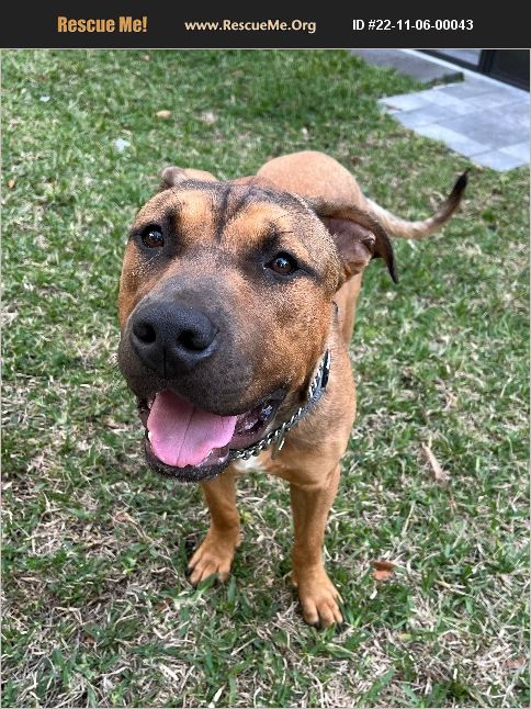 ADOPT 22110600043 ~ Mastiff Rescue ~ Seminole County, FL