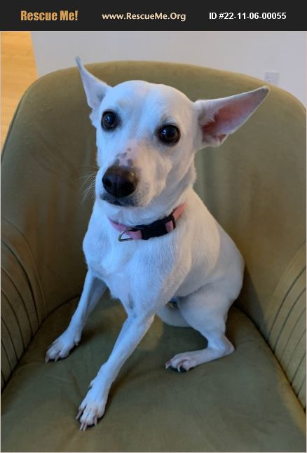 ADOPT 22110600055 ~ Rat Terrier Rescue ~ San Antonio, TX