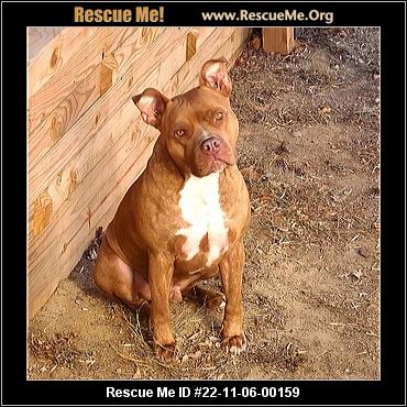 - Colorado Pit Bull Rescue - ADOPTIONS - Rescue Me!