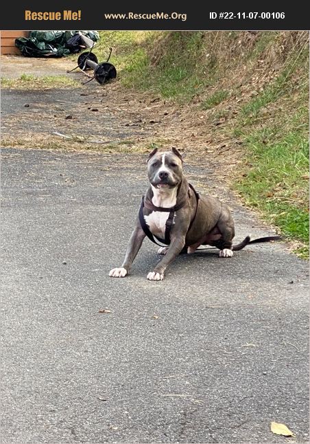 ADOPT 22110700106 ~ Pit Bull Rescue ~ Brookings, OR