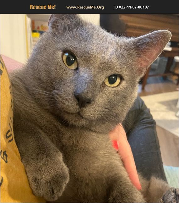ADOPT 22110700107 ~ Russian Blue Rescue ~ Schertz, TX