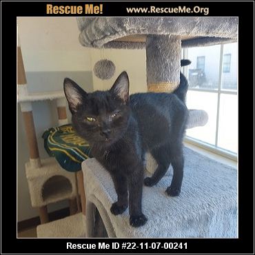 - Wisconsin Cat Rescue - ADOPTIONS - Rescue Me!