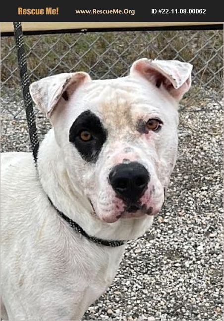 ADOPT 22110800062 ~ Boxer Rescue ~ Rockport, TX