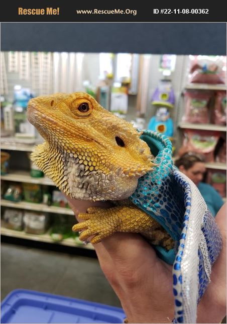 ADOPT 22110800362 ~ Reptile/Amphibian Rescue ~ Vista, CA