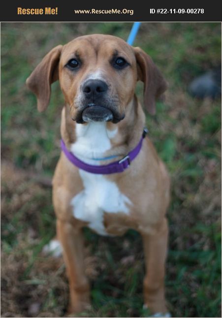 ADOPT 22110900278 ~ Boxer Rescue ~ Cookeville, TN