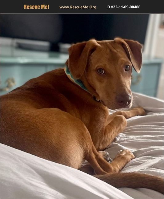 ADOPT 22110900488 ~ Vizsla Rescue ~ Pflugerville, TX