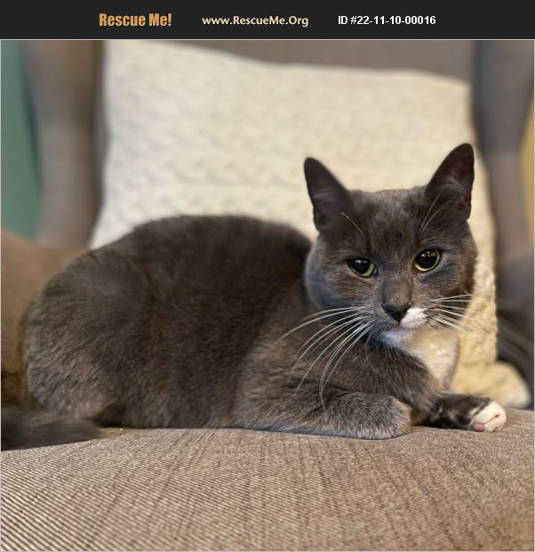 ADOPT 22111000016 ~ Domestic Cat Rescue ~ Kelso, WA