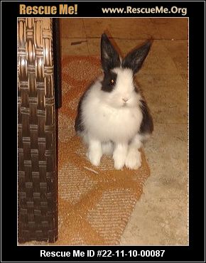 - West Virginia Rabbit Rescue - ADOPTIONS - Rescue Me!