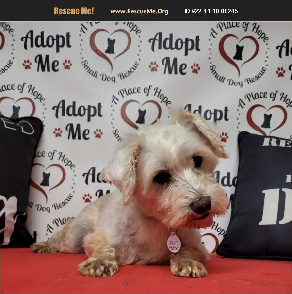 ADOPT 22111000245 ~ Schnauzer Rescue ~ Pensacola, FL