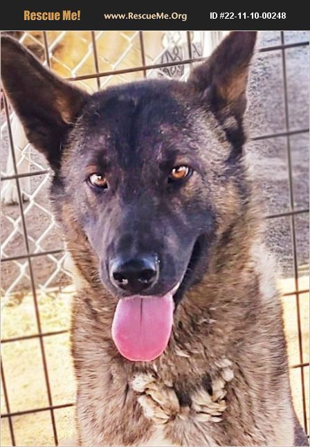 ADOPT 22111000248 ~ Belgian Malinois Rescue ~ Romoland, CA