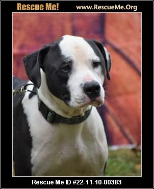 - Rhode Island Dog Rescue - ADOPTIONS - Rescue Me!