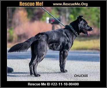 - Georgia Border Collie Rescue - ADOPTIONS - Rescue Me!