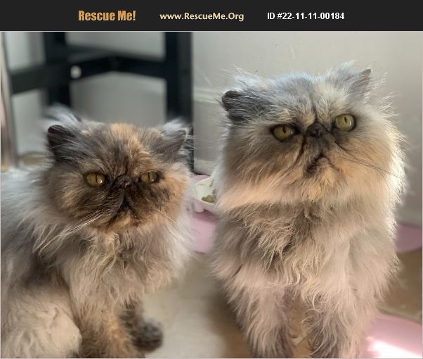 ADOPT 22111100184 ~ Persian Rescue ~ Queens, NY