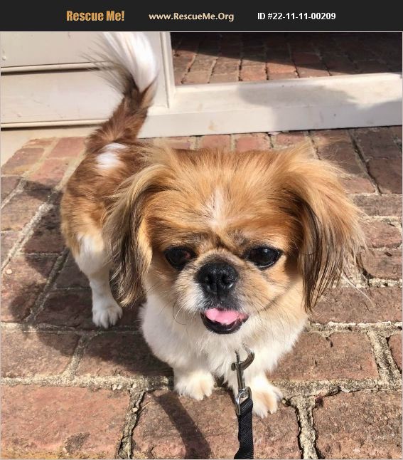 ADOPT 22111100209 ~ Pekingese Rescue ~ Yorktown, VA