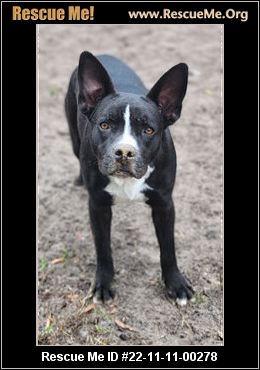 - Georgia Boston Terrier Rescue - ADOPTIONS - Rescue Me!