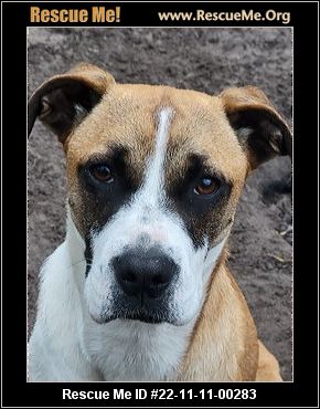 - Georgia Boxer Rescue - ADOPTIONS - Rescue Me!