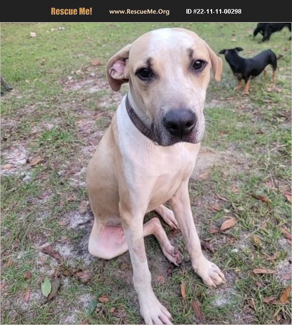 ADOPT 22111100298 ~ Great Dane Rescue ~ WAYNESVILLE, GA