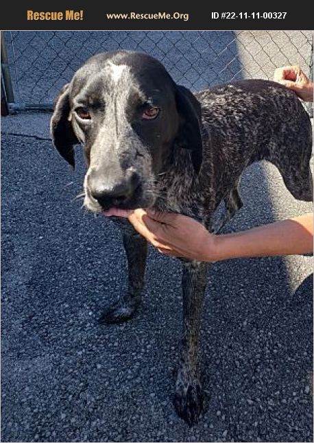 ADOPT 22111100327 ~ German Shorthaired Pointer Rescue ~ Monterey, VA