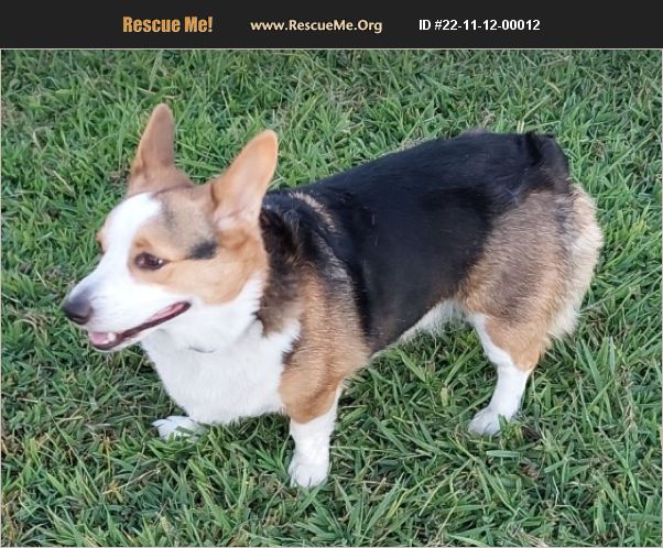 ADOPT 22111200012 ~ Corgi Rescue ~ New Braunfels, TX