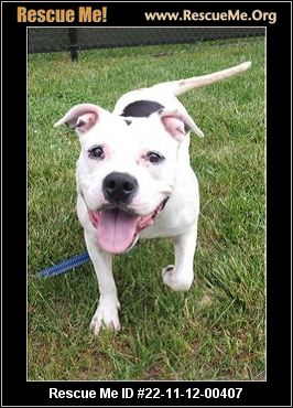 - New Jersey Bulldog Rescue - ADOPTIONS - Rescue Me!