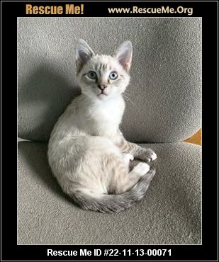 - California Siamese Rescue - ADOPTIONS - Rescue Me!