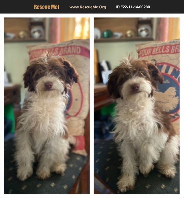 ADOPT 22111400280 ~ Havanese Rescue ~ Miami, OK