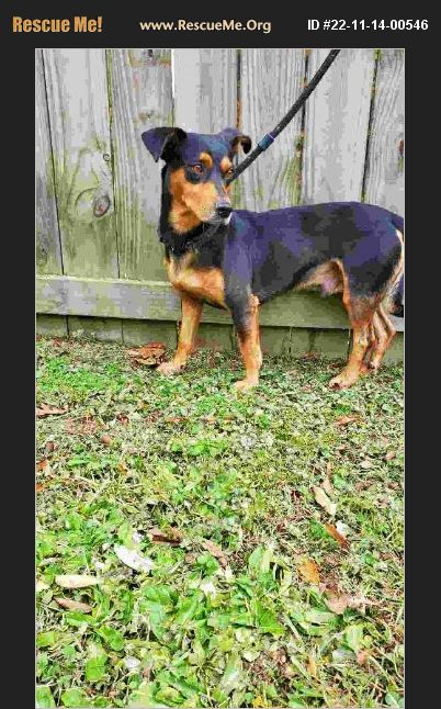 ADOPT 22111400546 ~ Miniature Pinscher Rescue ~ matawan, NJ