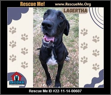 - Connecticut Great Dane Rescue - ADOPTIONS - Rescue Me!