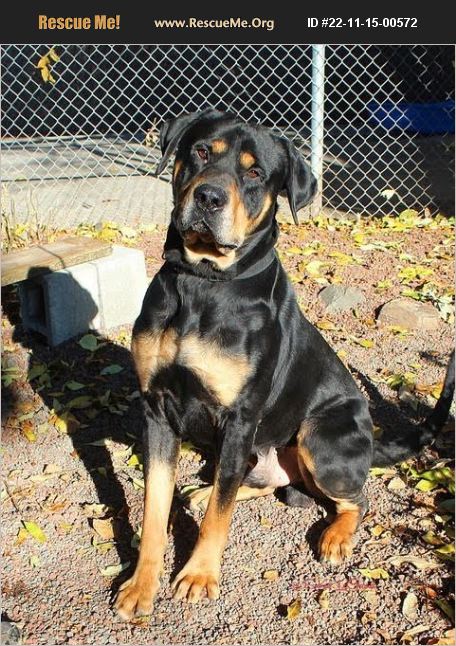 ADOPT 22111500572 ~ Rottweiler Rescue ~ Phoenix, OR