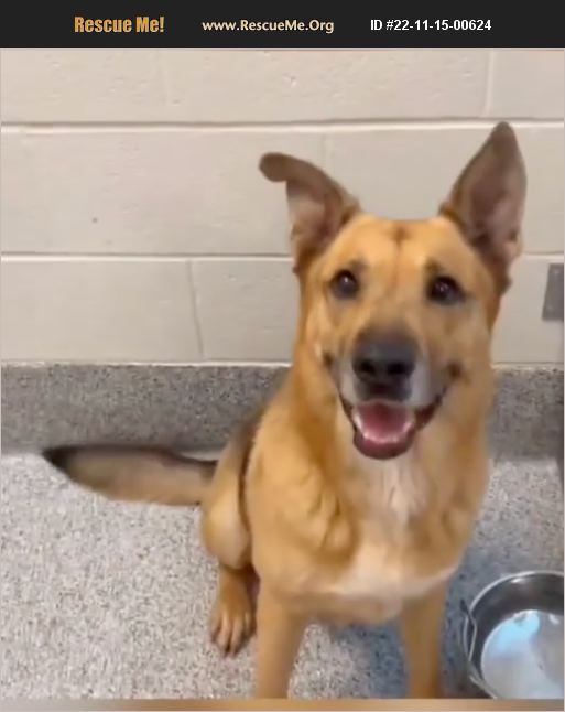 ADOPT 22111500624 ~ German Shepherd Rescue ~ Houston, TX