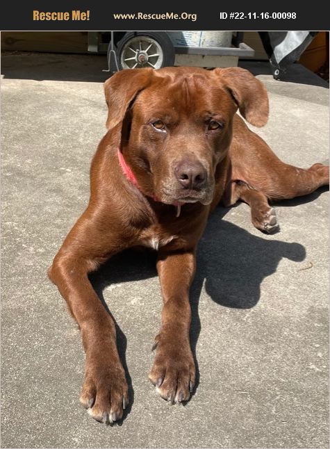 ADOPT 22111600098 ~ Staffordshire Bull Terrier Rescue ~ Magnolia, TX