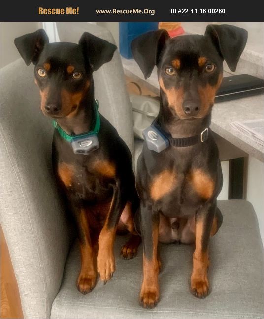 ADOPT 22111600260 ~ Miniature Pinscher Rescue ~ Wildwood, FL