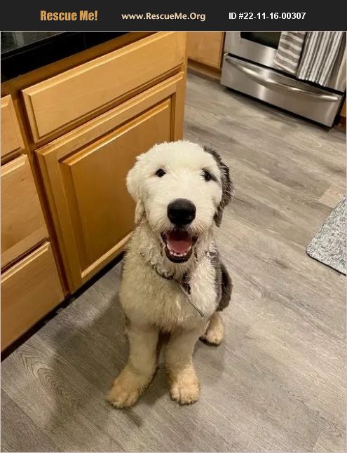 ADOPT 22111600307 ~ Old English Sheepdog Rescue ~ Portland, OR
