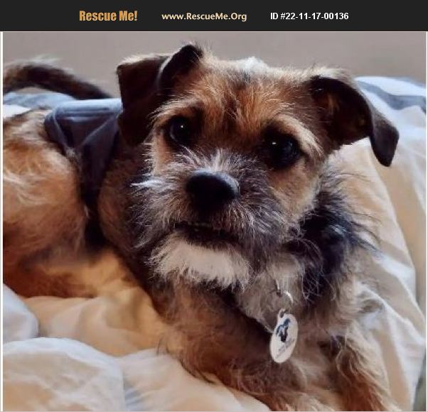ADOPT 22111700136 ~ Norfolk Terrier Rescue ~ Mead, CO