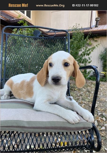 ADOPT 22111700182 ~ Beagle Rescue ~ Miami, OK