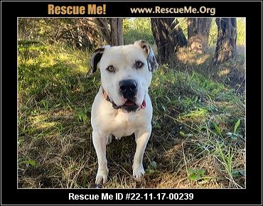 - California American Bulldog Rescue - ADOPTIONS - Rescue Me!