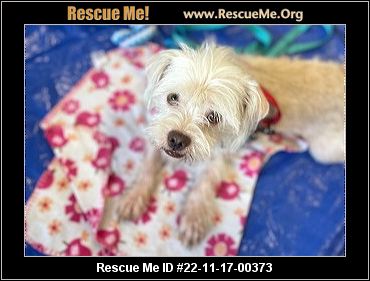 - Arizona Lhasa Apso Rescue - ADOPTIONS - Rescue Me!