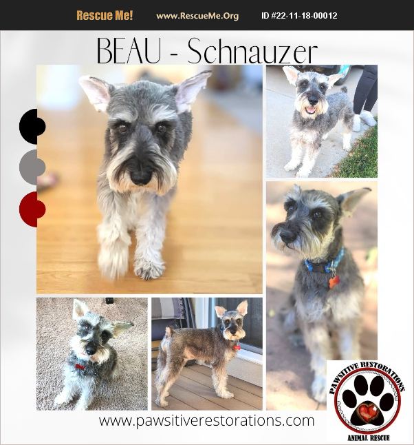 ADOPT 22111800012 ~ Schnauzer Rescue ~ Aurora, CO