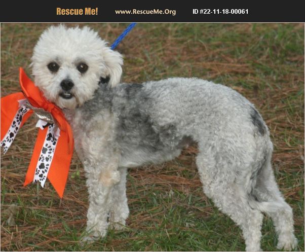 ADOPT 22111800061 ~ Poodle Rescue ~ Jesup, GA