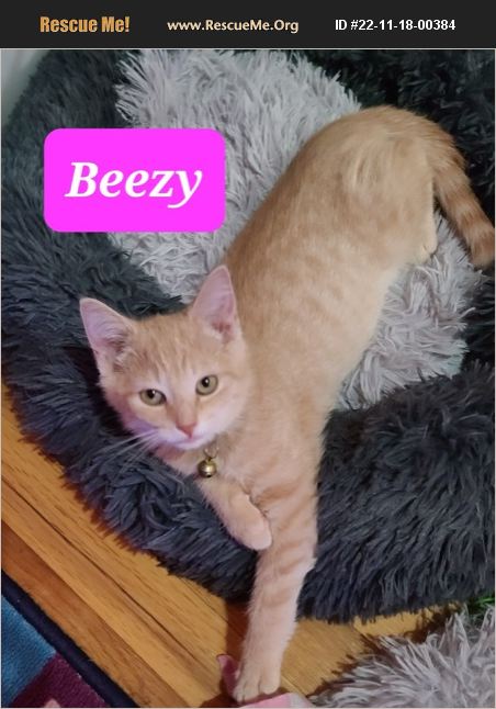 ADOPT 22111800384 ~ Domestic Cat Rescue ~ HIGHLAND, MI