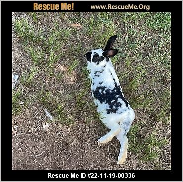 - Virginia Rabbit Rescue - ADOPTIONS - Rescue Me!