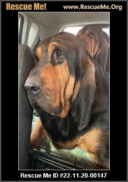 - Wisconsin Dog Rescue - ADOPTIONS - Rescue Me!