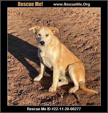 - Colorado Lab Rescue - ADOPTIONS - Rescue Me!